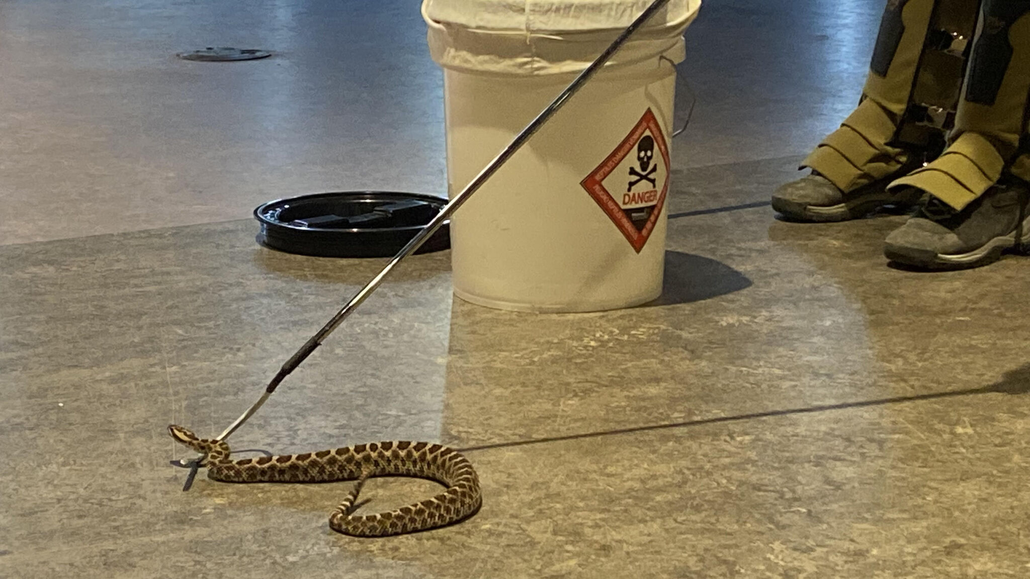 Wildlife – Savannah Steel